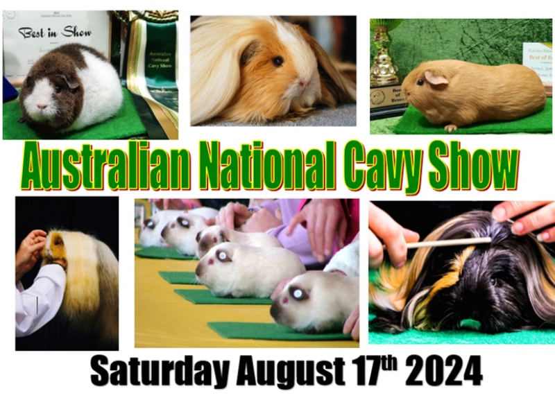 The Australian National Cavy Show
